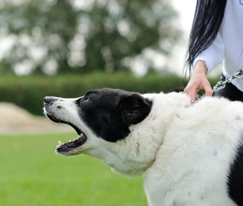 Types of Aggression in Dogs | Alternative Canine Training