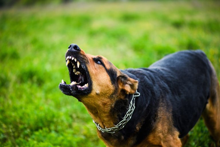 Understanding Aggression in Dogs: Causes, Signs, and Prevention | ACT